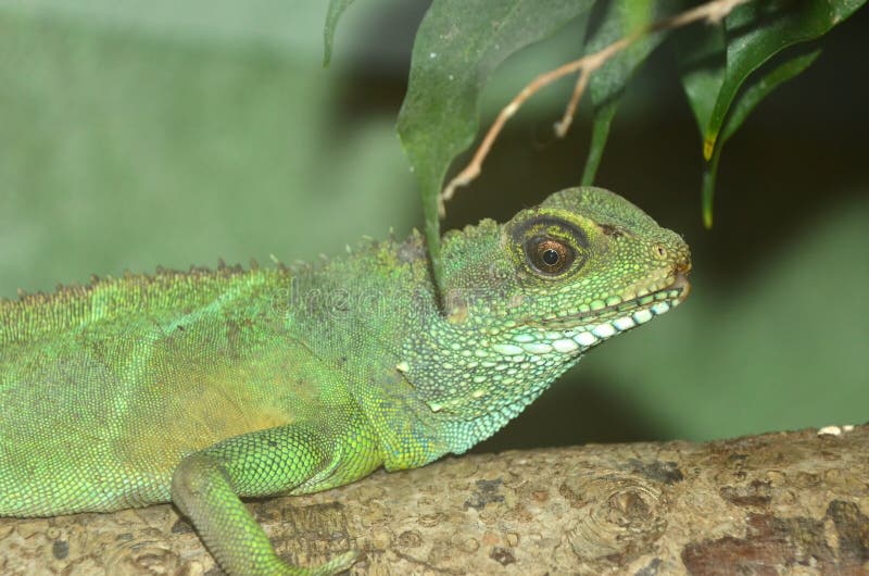 Lizard Third Eye Stock Photos - Free & Royalty-Free Stock Photos from ...