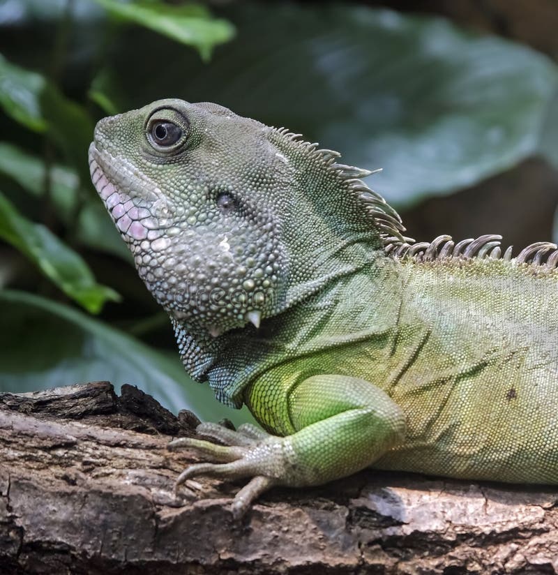 Chinese Water Dragon 1 stock image. Image of sand, chinese - 1628567