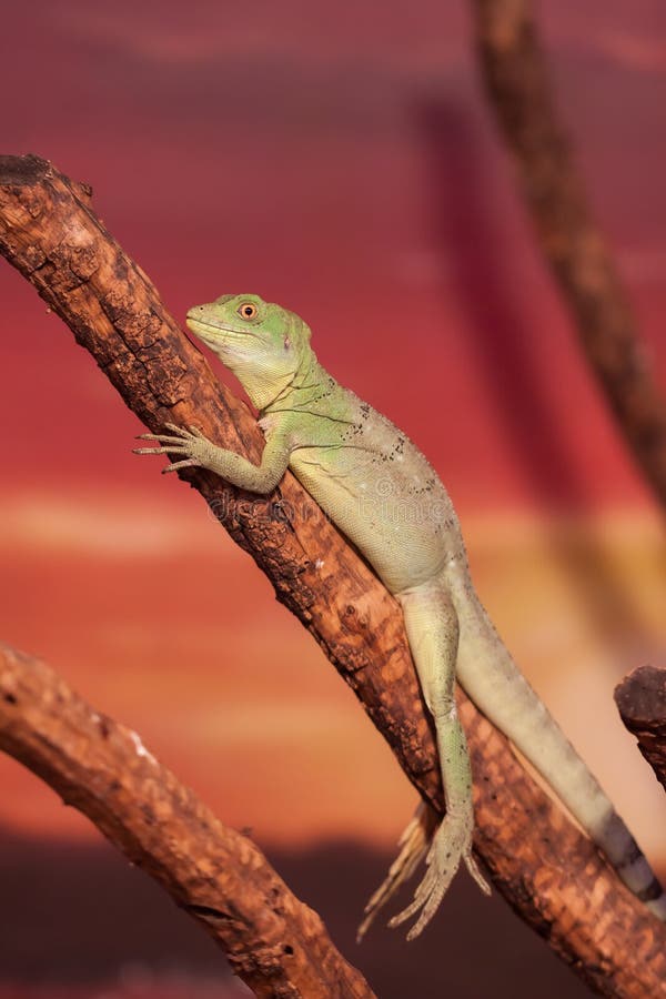 Chinese Water Dragon stock image. Image of asian, blur - 47334289