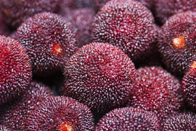 710 Waxberry Stock Photos - Free & Royalty-Free Stock Photos from ...