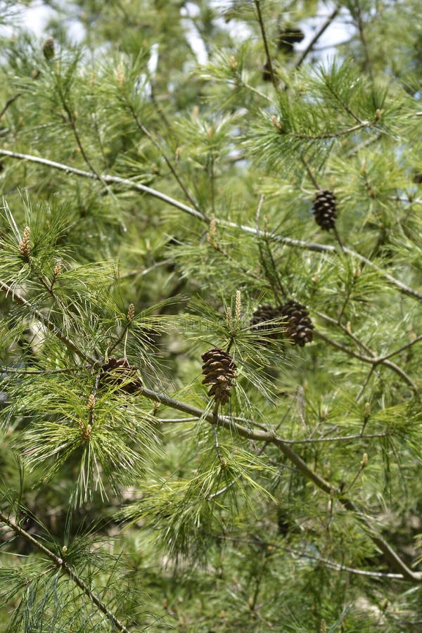 Chinese white pine stock image. Image of tree, plant - 266046165