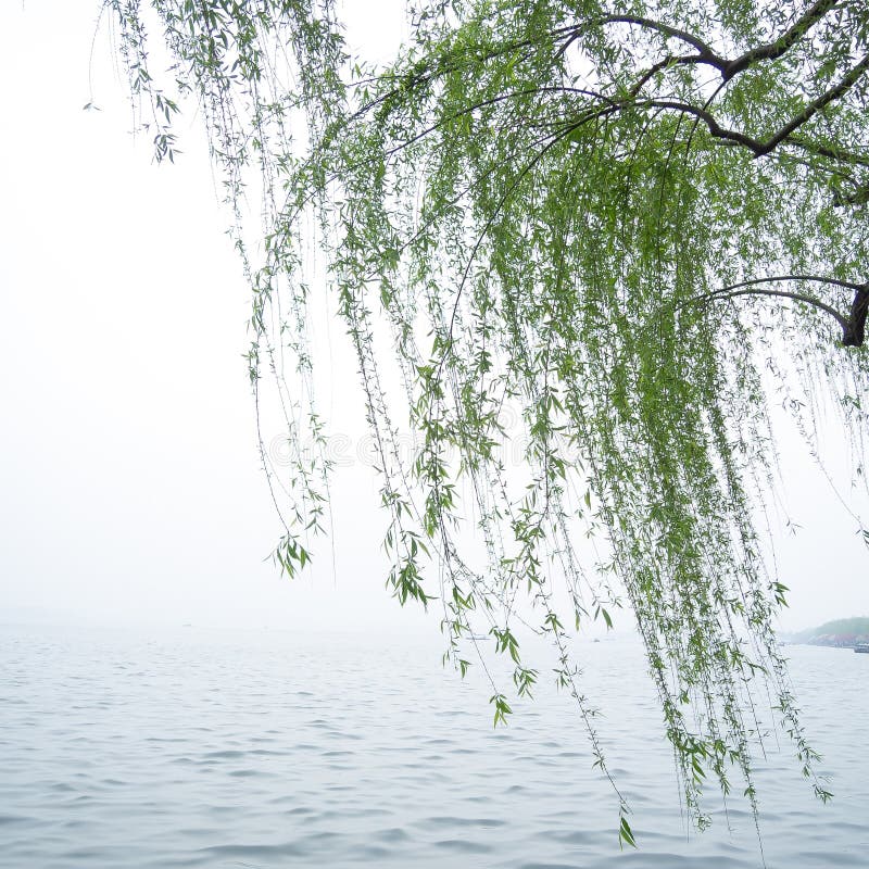 Chinese willow tree stock image. Image of landscape, grass - 74859021