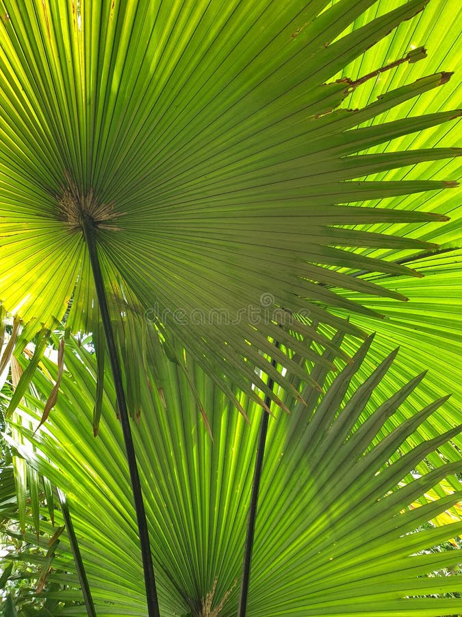Chinese Windmill Palm stock photo. Image of windmill - 183040318
