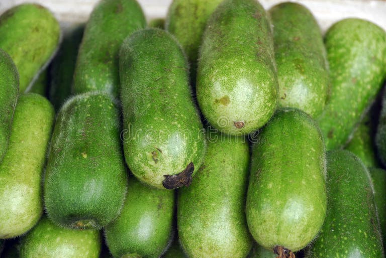 Chinese winter melon stock image. Image of newly, harvest - 10548275