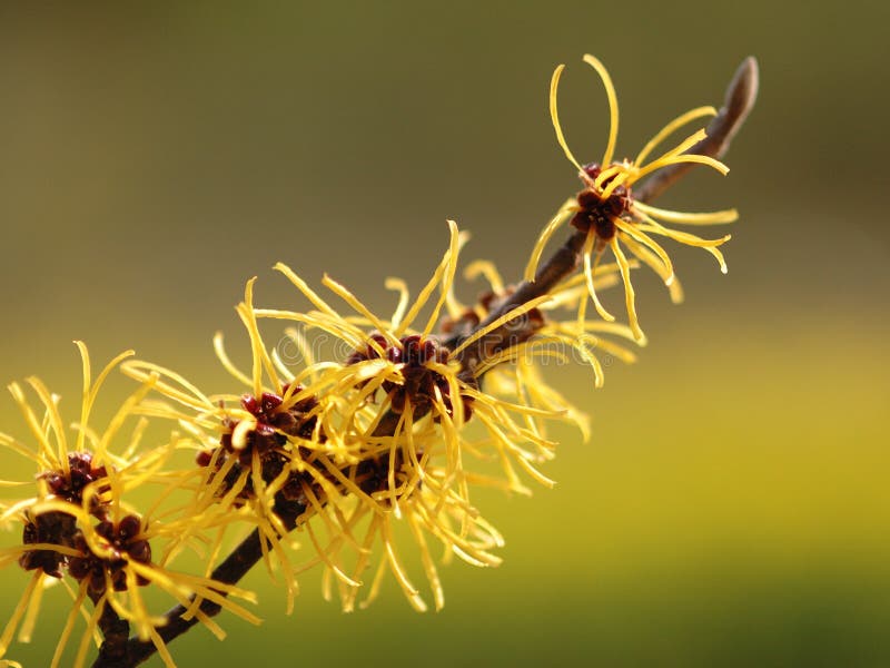 Witch Hazel Branch stock image. Image of isolated, petal - 24397537