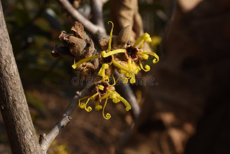 Chinese Witch Hazel Buds and Flowers Begin To Bloom. Stock Photo ...