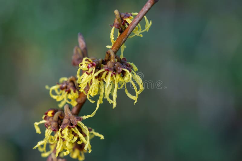 Chinese Witch Hazel (hamamelis Mollis) Flowers Stock Photo - Image of ...