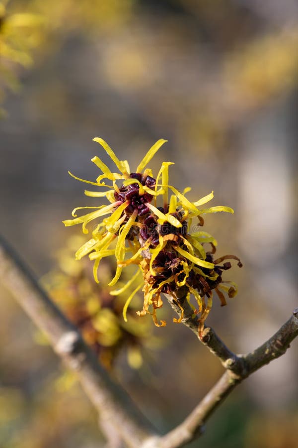 Chinese Witch Hazel (hamamelis Mollis) Flowers Stock Photo - Image of ...