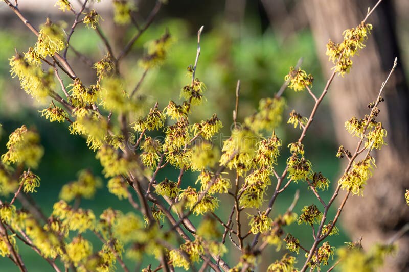 Chinese Witch Hazel (hamamelis Mollis) Flowers Stock Photo - Image of ...