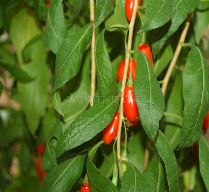 Wolfberry stock photo. Image of plants, poisonous, harvest - 59179310