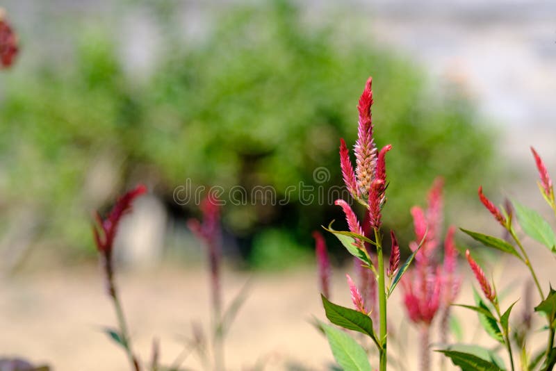 Chinese Wool Flower stock photo. Image of close, celosia - 87640622