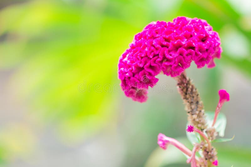Chinese Wool Flower stock photo. Image of plant, blossom - 53893424