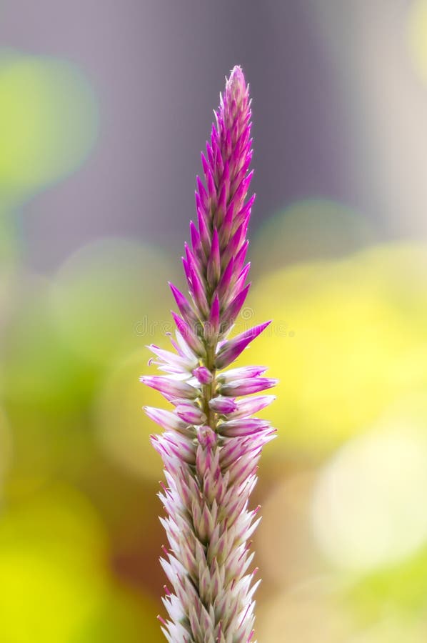 Chinese Wool Flower : Pink Cockscomb Stock Photo - Image of celosia ...