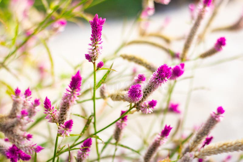 Chinese wool flower stock photo. Image of cockscomb - 134783992