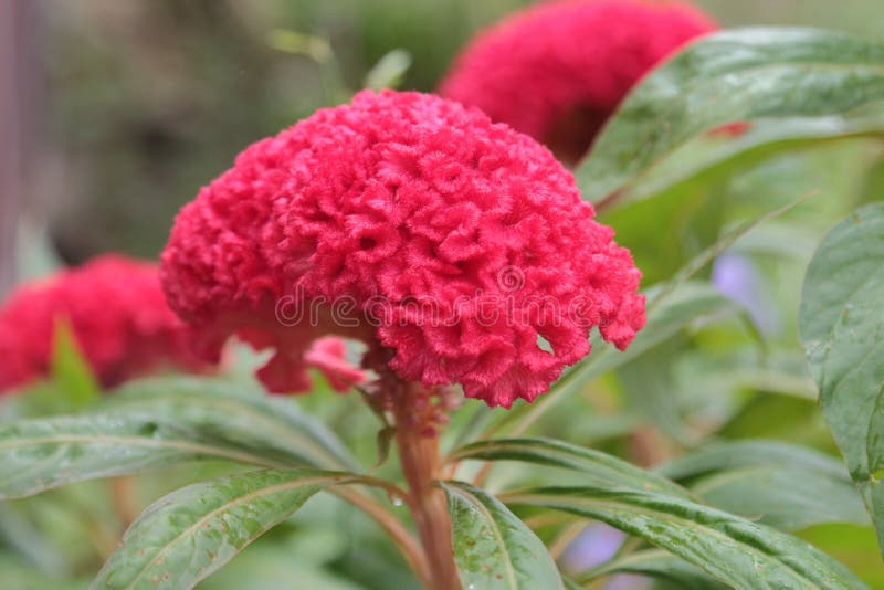 Chinese wool flower. stock image. Image of close, color - 97459931