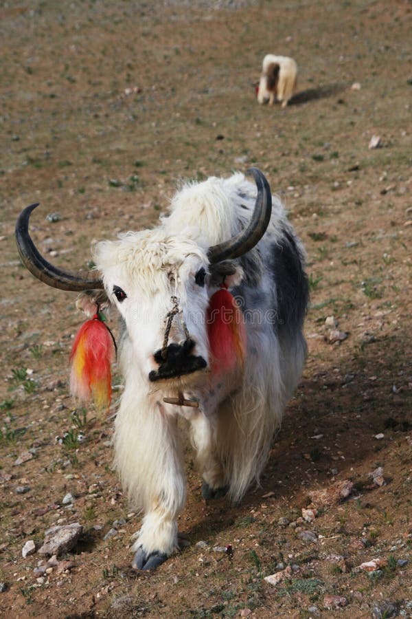 Chinese yak stock photo. Image of white, horn, tibet - 14959956