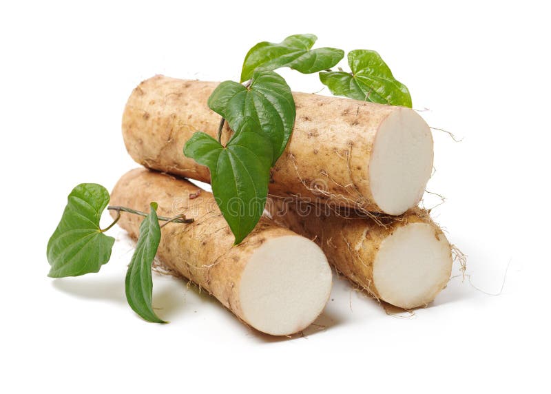 Chinese yam stock photo. Image of food, field, health - 152628816