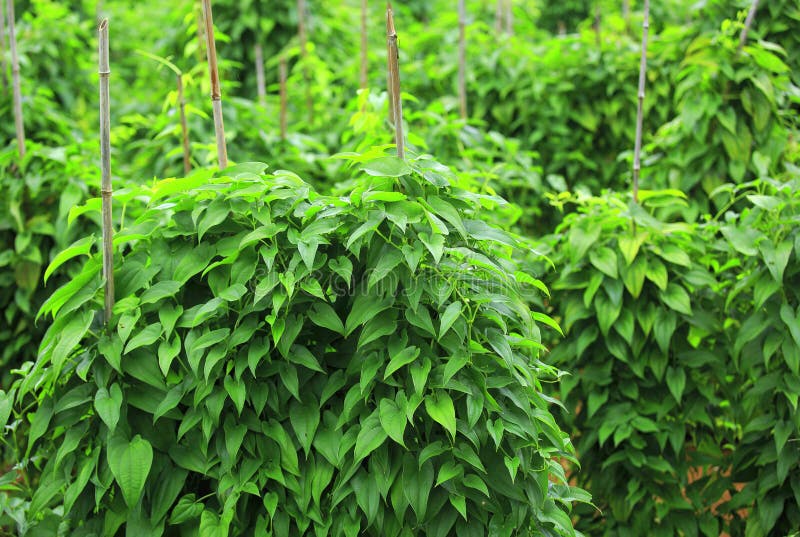 Chinese yam crops stock image. Image of lush, herb, grow - 33119471