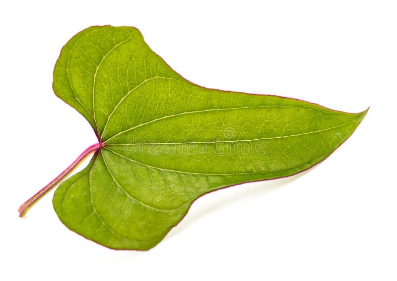 Chinese yam leaf stock photo. Image of natural, dioscorea - 384932888
