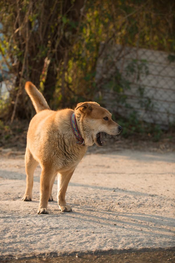 Chinese Yellow dog stock image. Image of road, side, yellow - 36820969