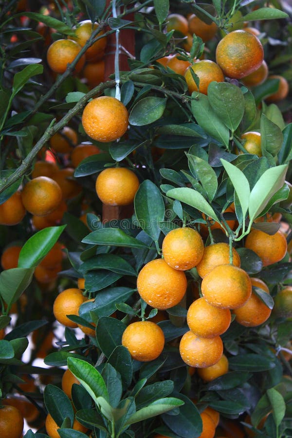 Chinesische Mandarinen stockbild. Bild von frucht, phasen - 8248873