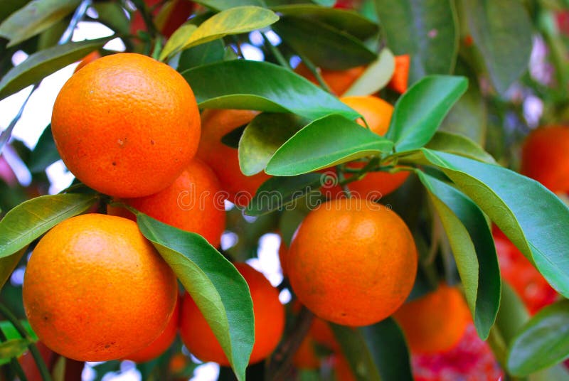 Chinesische Mandarinen stockbild. Bild von frucht, phasen - 8248873