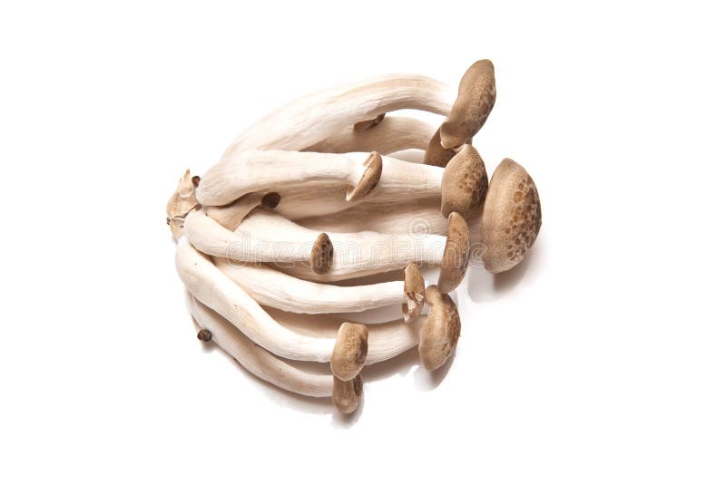 Chinesische Pilze stockbild. Bild von braun, asiatisch - 17810847