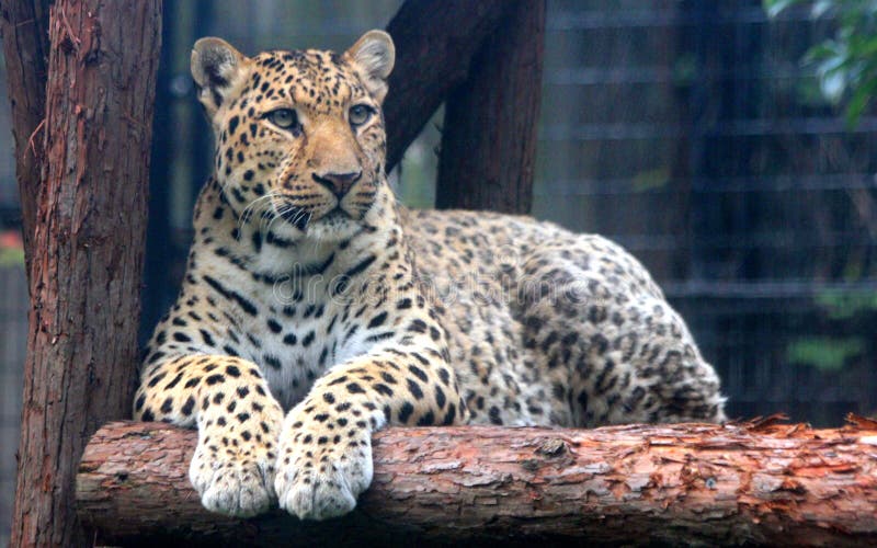 Chinesischer Leopard Oder Nordchinaleopard Stockbild - Bild von ...