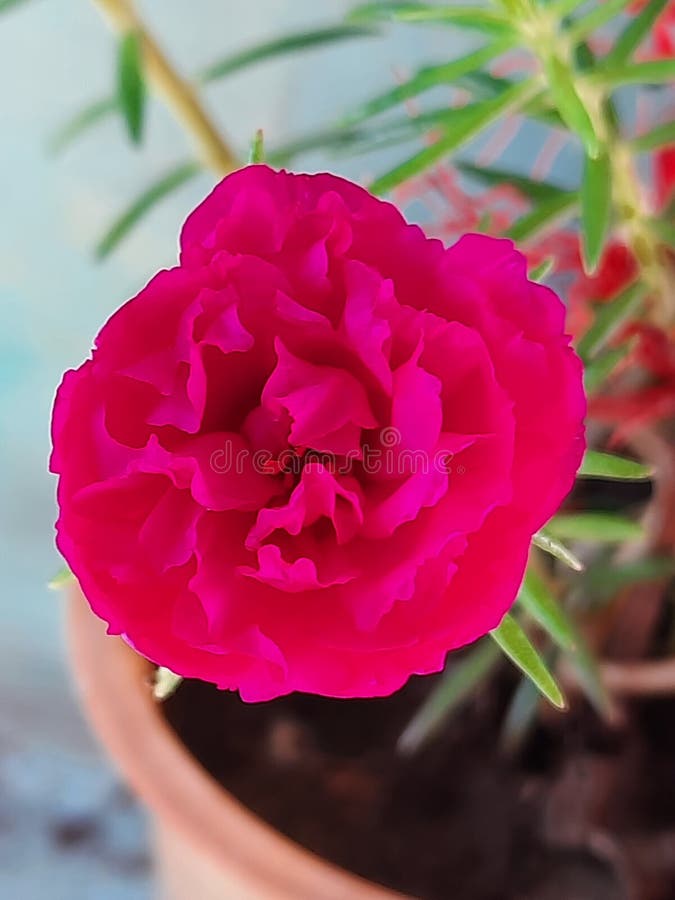 Chini gulab stock photo. Image of gulab, wallpaper, flower - 202399546