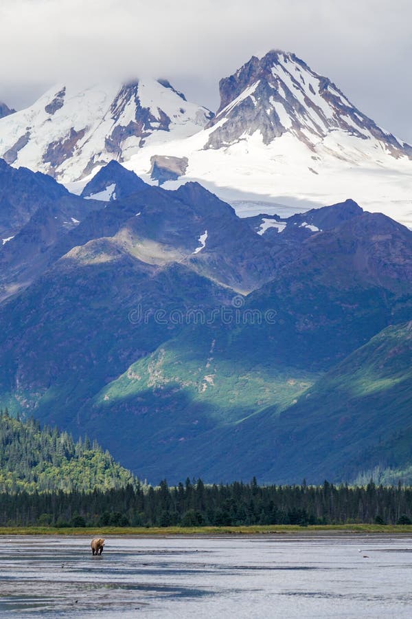 Chinitna Bay brown bear stock photo. Image of bear, approaches - 126129072