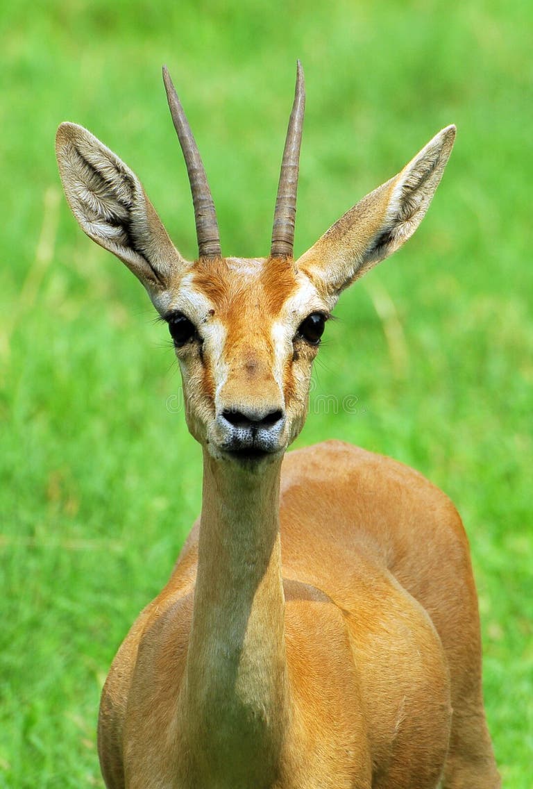 315 Chinkara Stock Photos - Free & Royalty-Free Stock Photos from ...