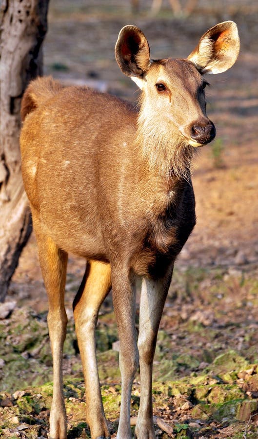 Chinkara deer stock image. Image of male, jungle, asia - 10209345