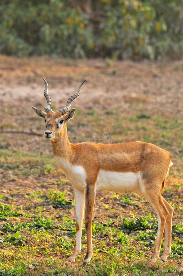 Chinkara Deer