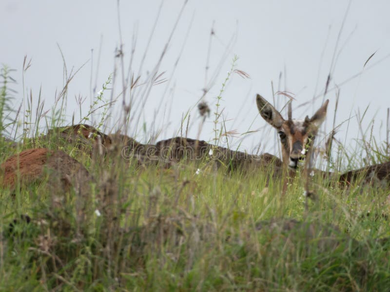 Chinkara in a Natural Habitat in Jungle Stock Image - Image of ...