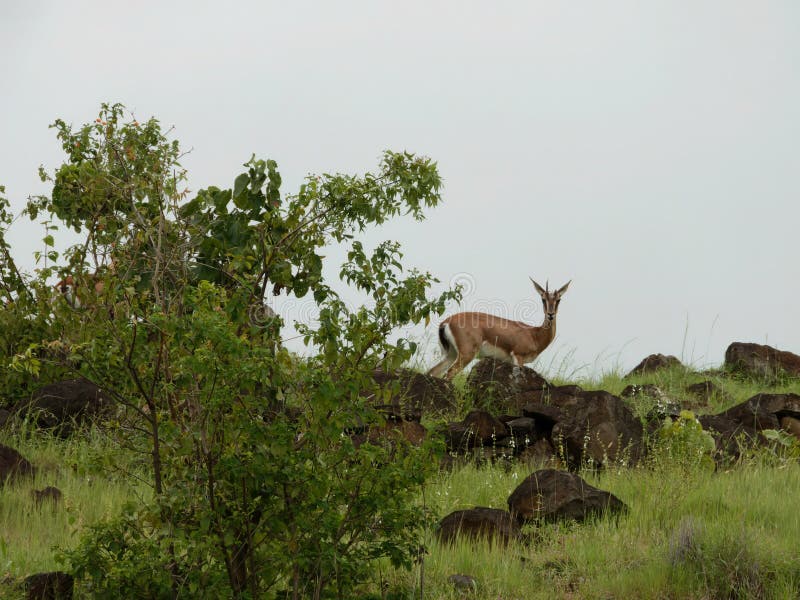 Chinkara in a Natural Habitat in Jungle Stock Image - Image of tree ...