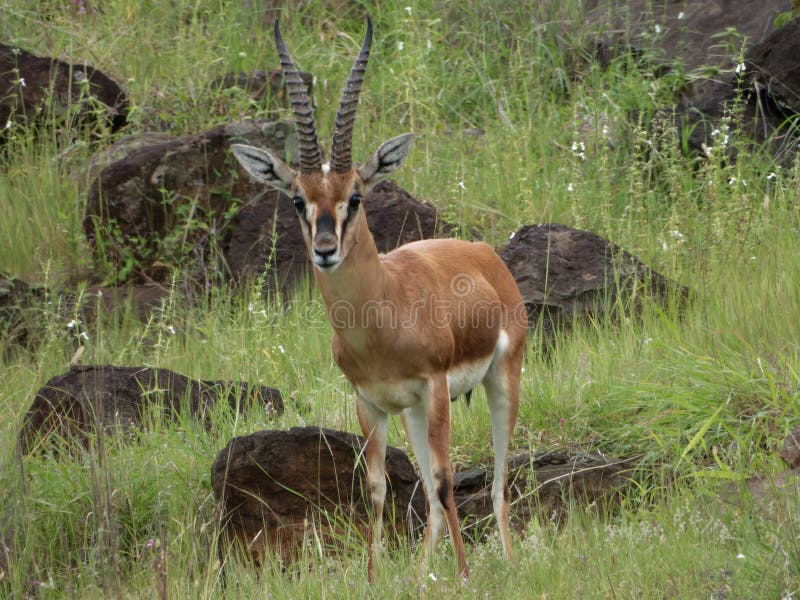 Chinkara in a Natural Habitat in Jungle Stock Photo - Image of deer ...