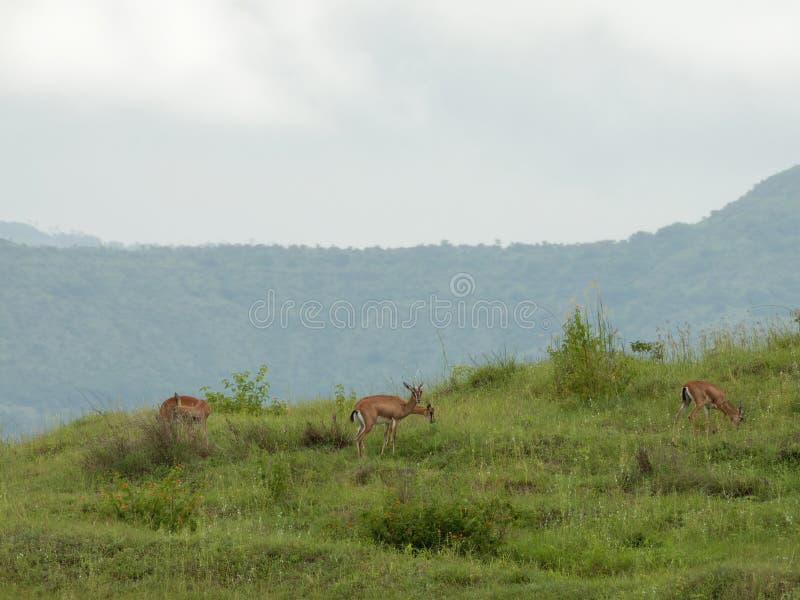 Chinkara in a Natural Habitat in Jungle Stock Photo - Image of ...