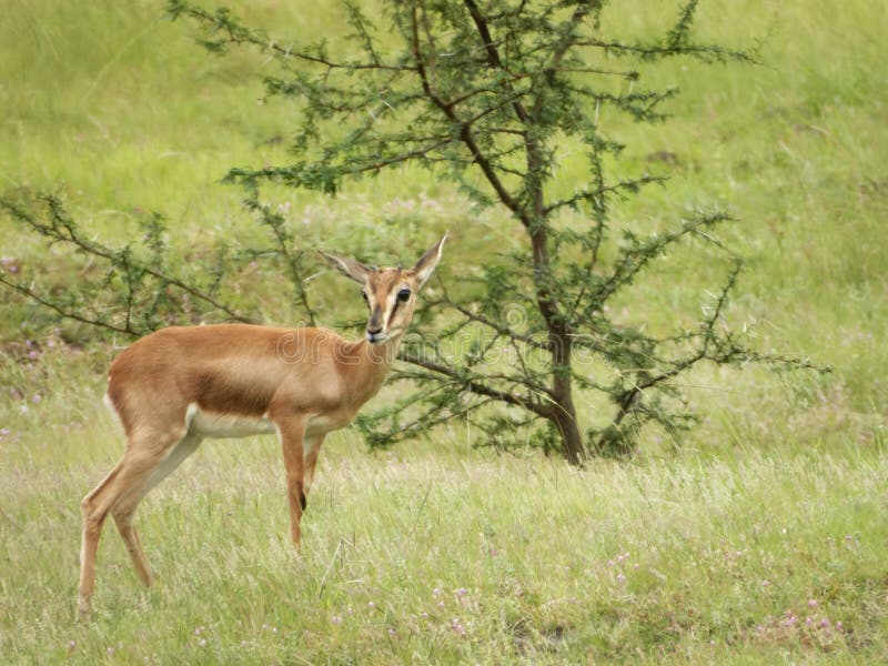 Chinkara in a Natural Habitat in Jungle Stock Image - Image of safari ...