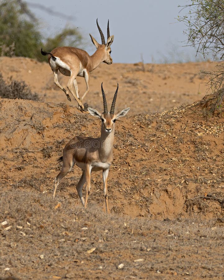 Chinkara roaming stock image. Image of wilderness, straight - 286568417