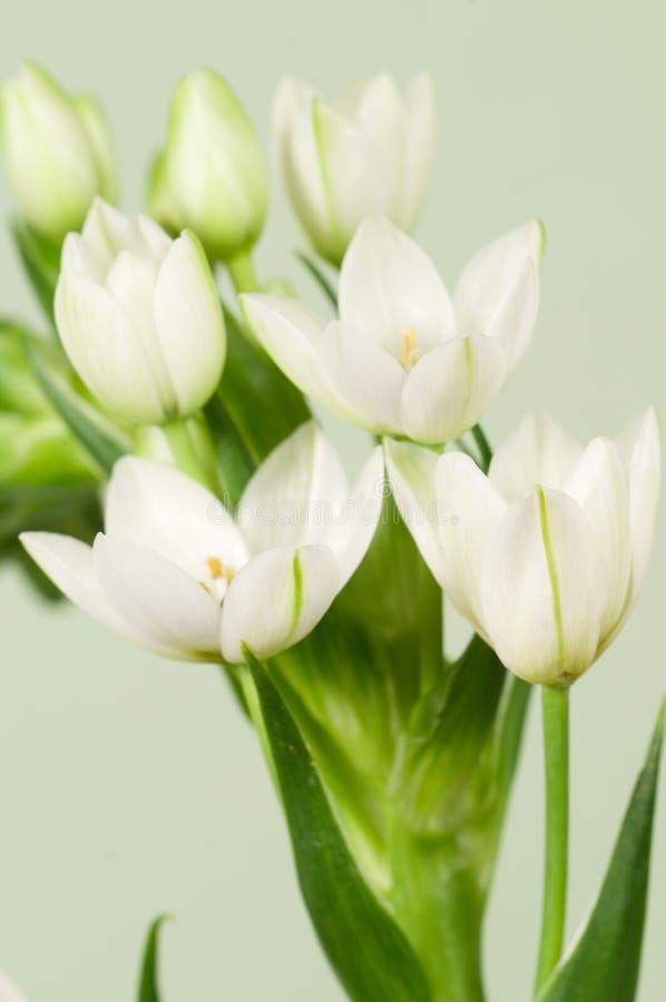 Chinkerichee stock photo. Image of nature, candid, light - 69283282