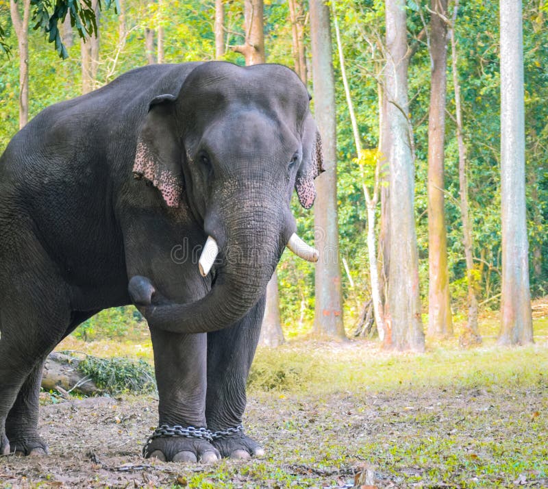 Elephant stock image. Image of elephant, forest, mammot - 297789893