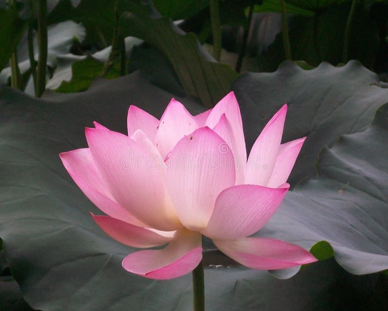 Chino Rosado Lotus Flower Bloomed Foto de archivo - Imagen de chino ...