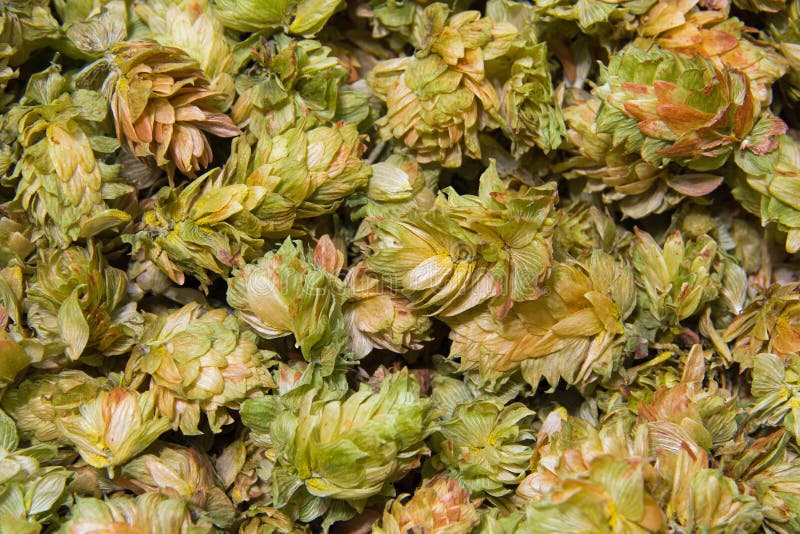 Chinook leaf hops stock image. Image of homebrew, ground - 36650361