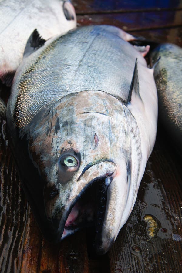 Chinook Salmon stock photo. Image of salmon, national - 27748786