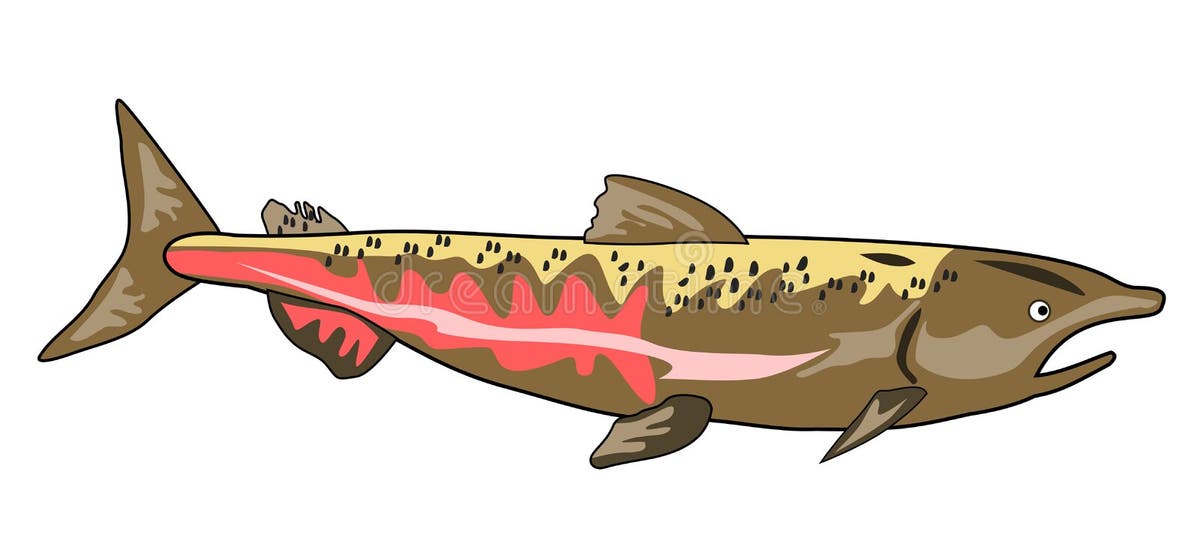 Fresh Water Chinook Salmon Fish Stock Illustrations – 225 Fresh Water ...