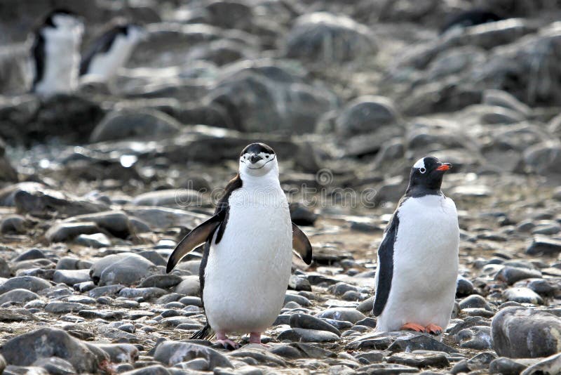 A Chinstrap Penguin on the Left and a Gentoo Penguin on the Right ...