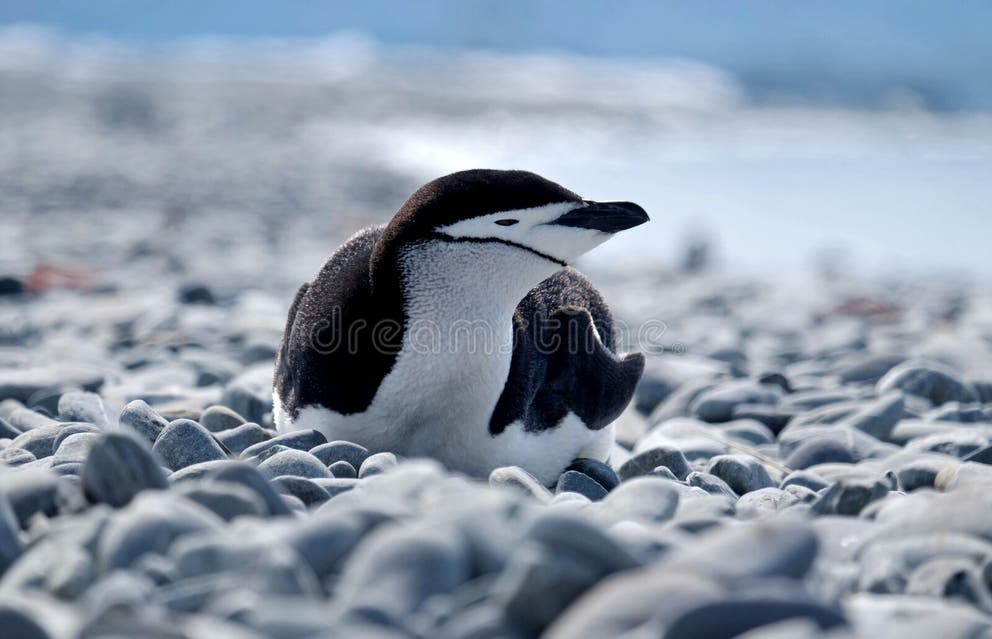 Chinstrap Penguin (Pygoscelis Antarcticus) on the Stones at the Beach ...