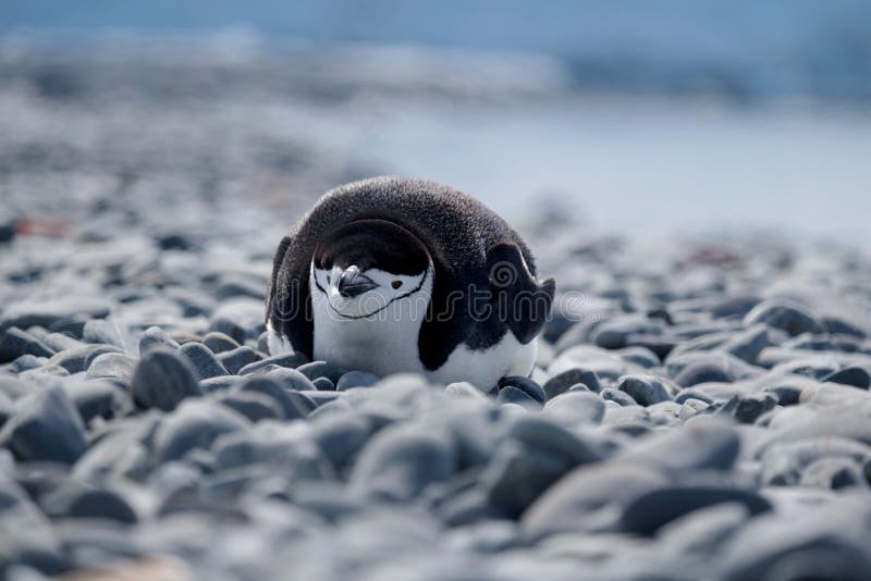 Chinstrap Penguin (Pygoscelis Antarcticus) on the Stones at the Beach ...