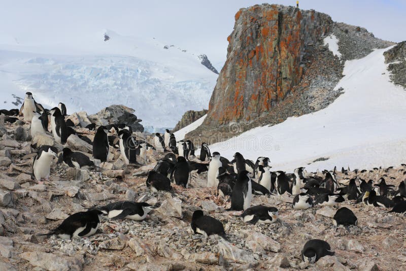 Antarctic dreaming stock photo. Image of azure, daylight - 13316358