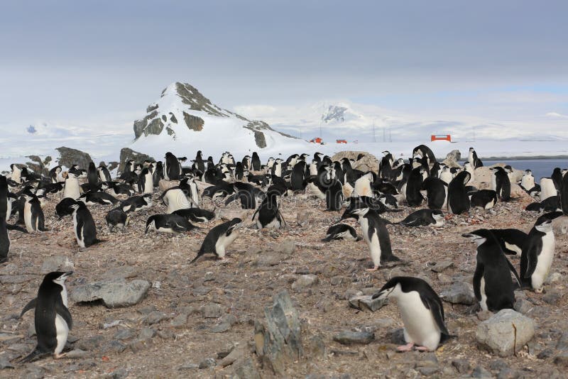 Chinstrap Penguin Rookery in Antarctica Stock Photo - Image of cruise ...